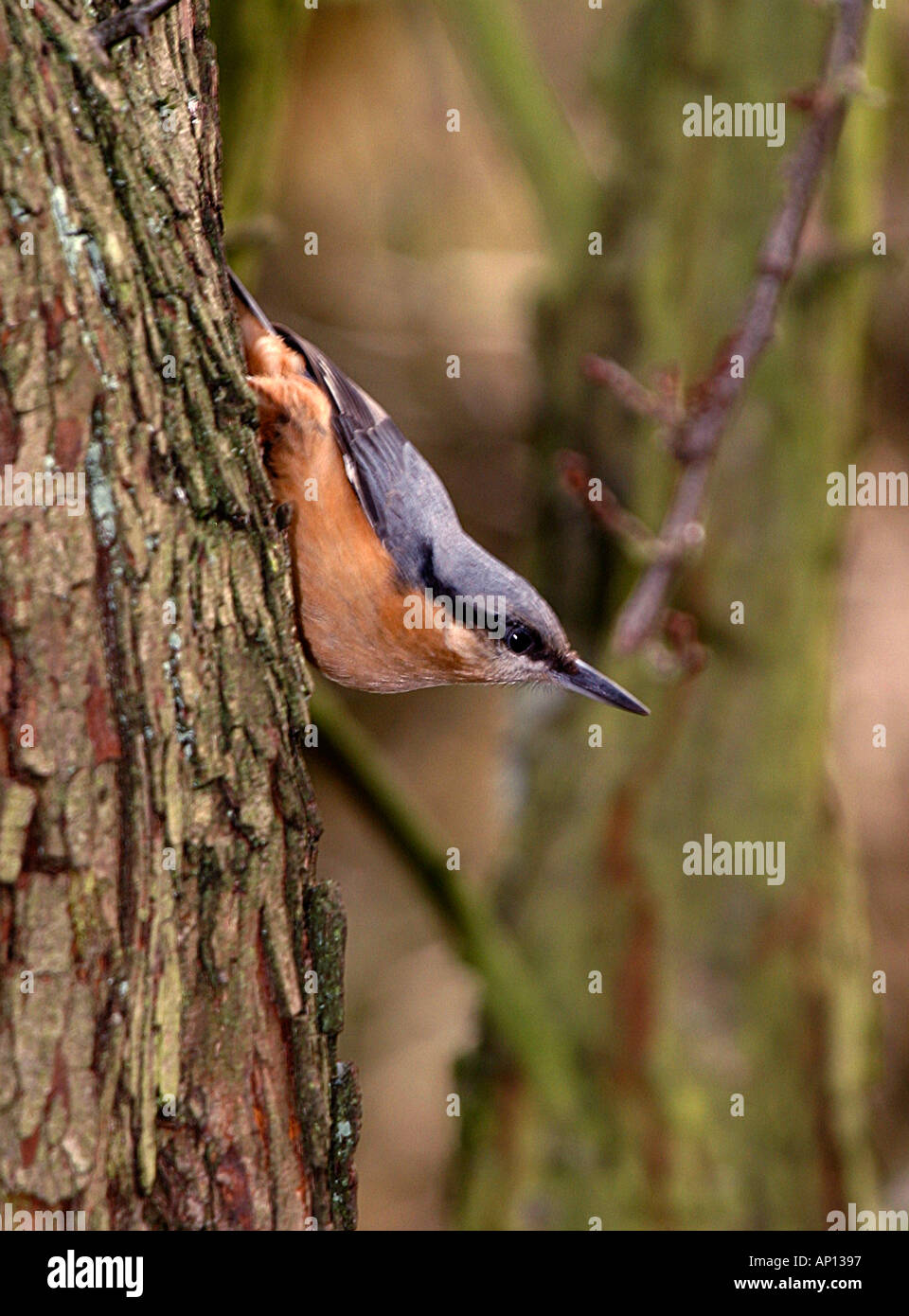 Branchbird hi-res stock photography and images - Alamy