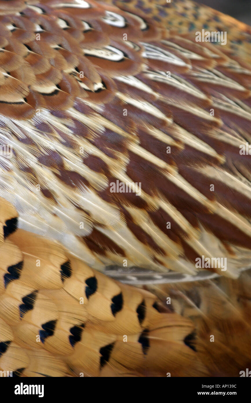 Reed pheasant hi-res stock photography and images - Alamy