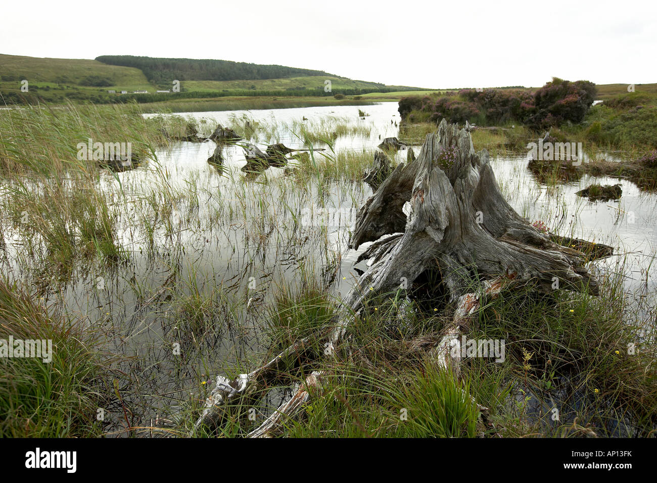Peat Bogs