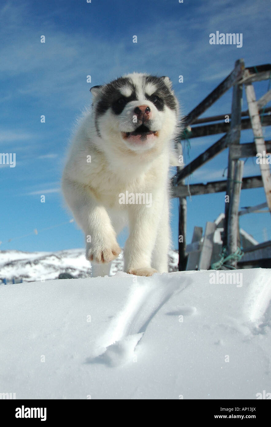 Sledge dog puppy, Ilulissat, Greenland Stock Photo - Alamy
