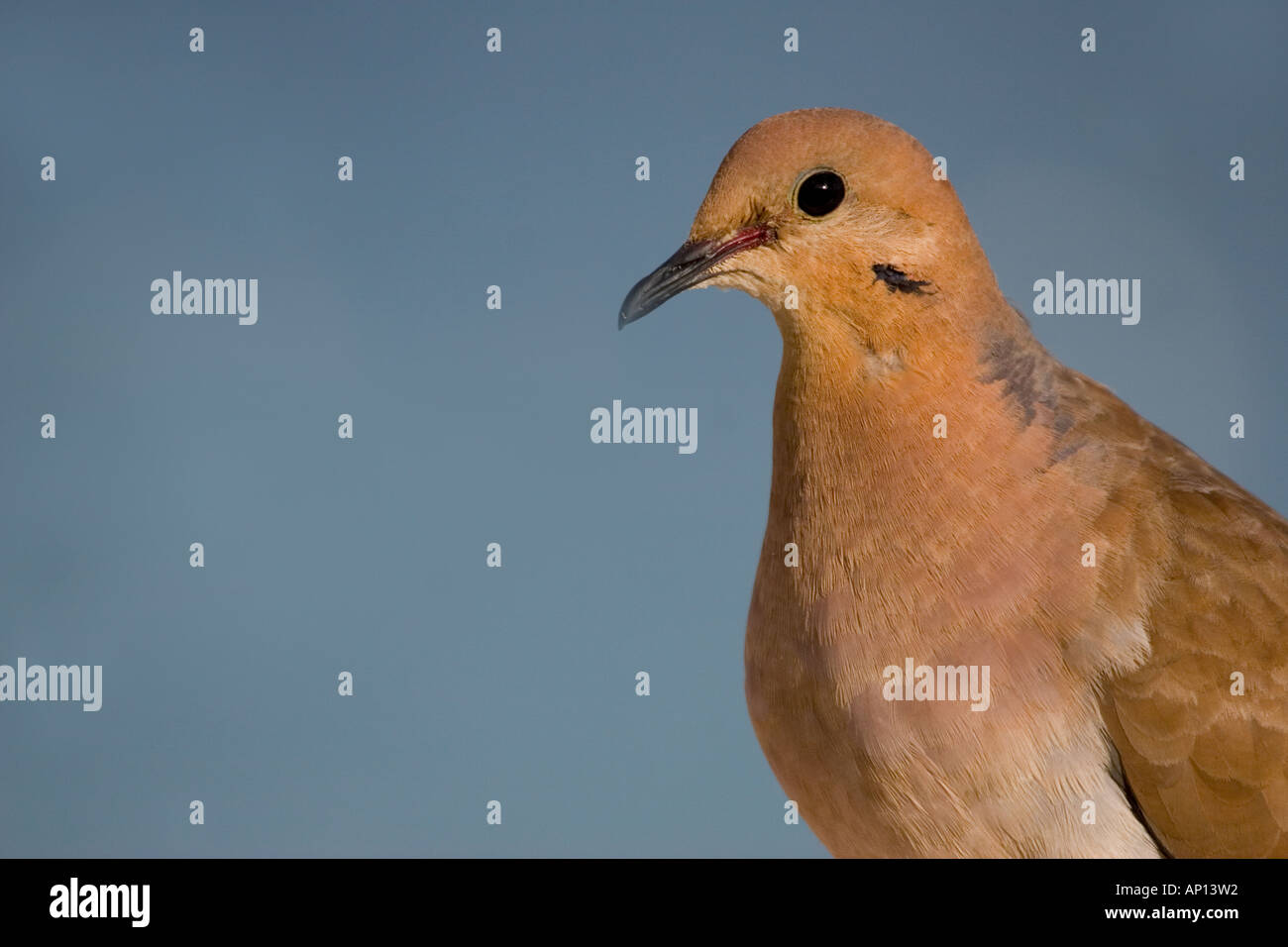 Dove profile hi-res stock photography and images - Alamy