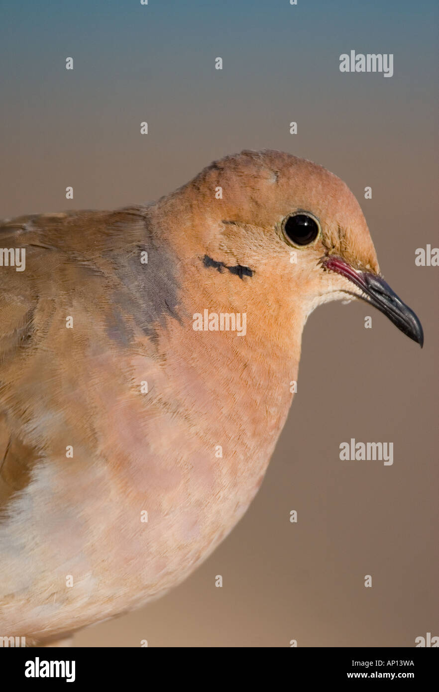 Dove profile hi-res stock photography and images - Alamy