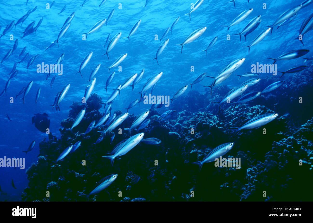 A SCHOOL OF LUNAR FUSILIER Caesio lunaris FISH SWIMMING IN FORMATION ...