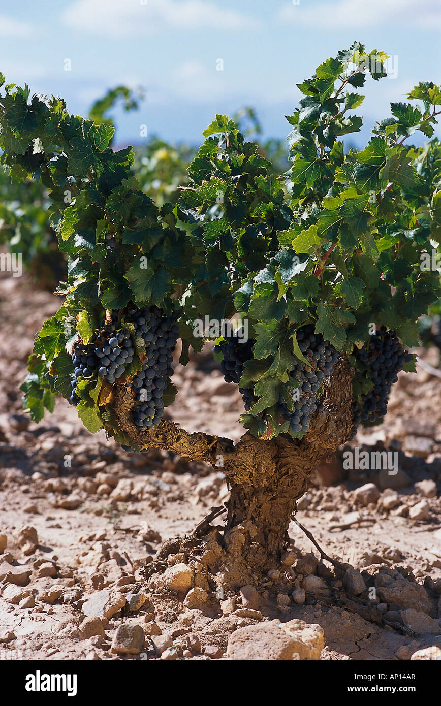 Old vineyard, Tempranillo Grapes, Navarra, Spain Stock Photo - Alamy