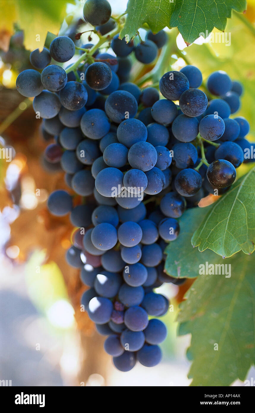 Tempranillo hi-res stock photography and images - Alamy