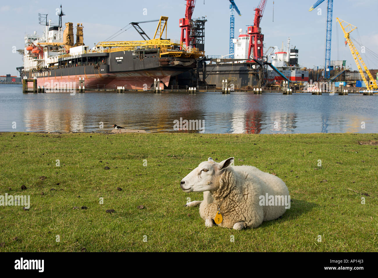 Sheep ship hi-res stock photography and images - Alamy