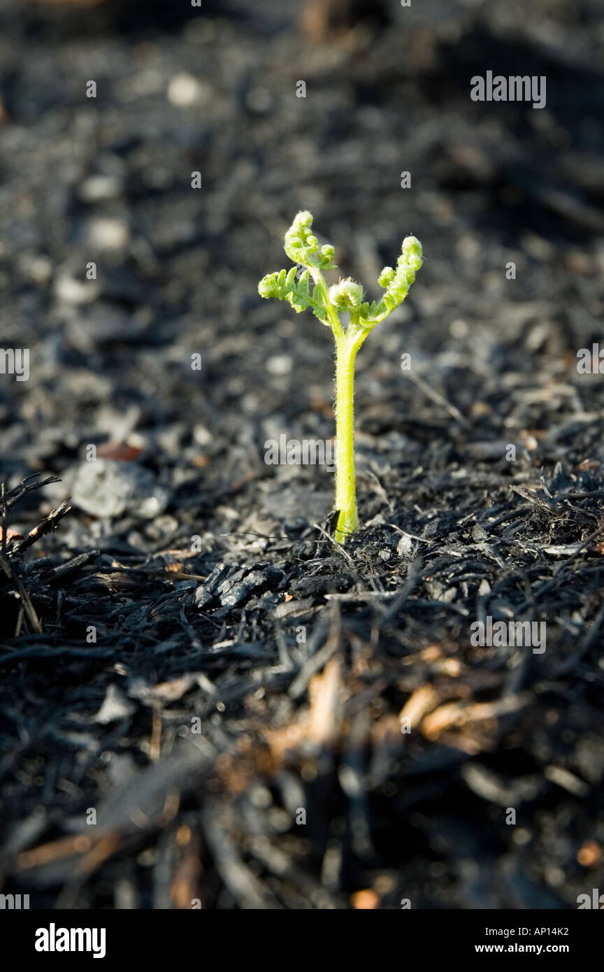 Bracken new growth after fire hi-res stock photography and images - Alamy