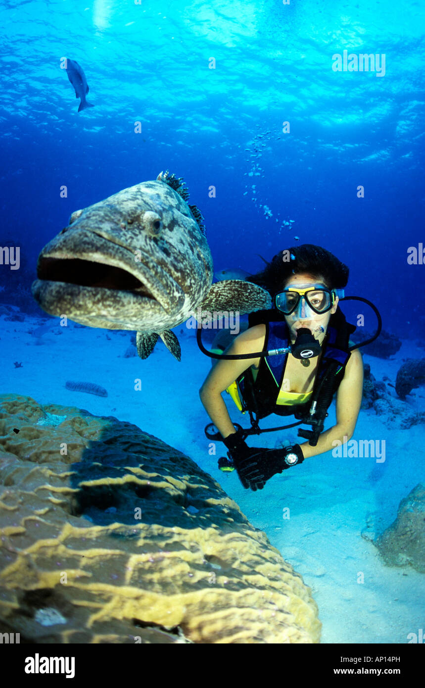 Large fish with diver, Cod Hole, Great Barrier Reef, Queensland ...