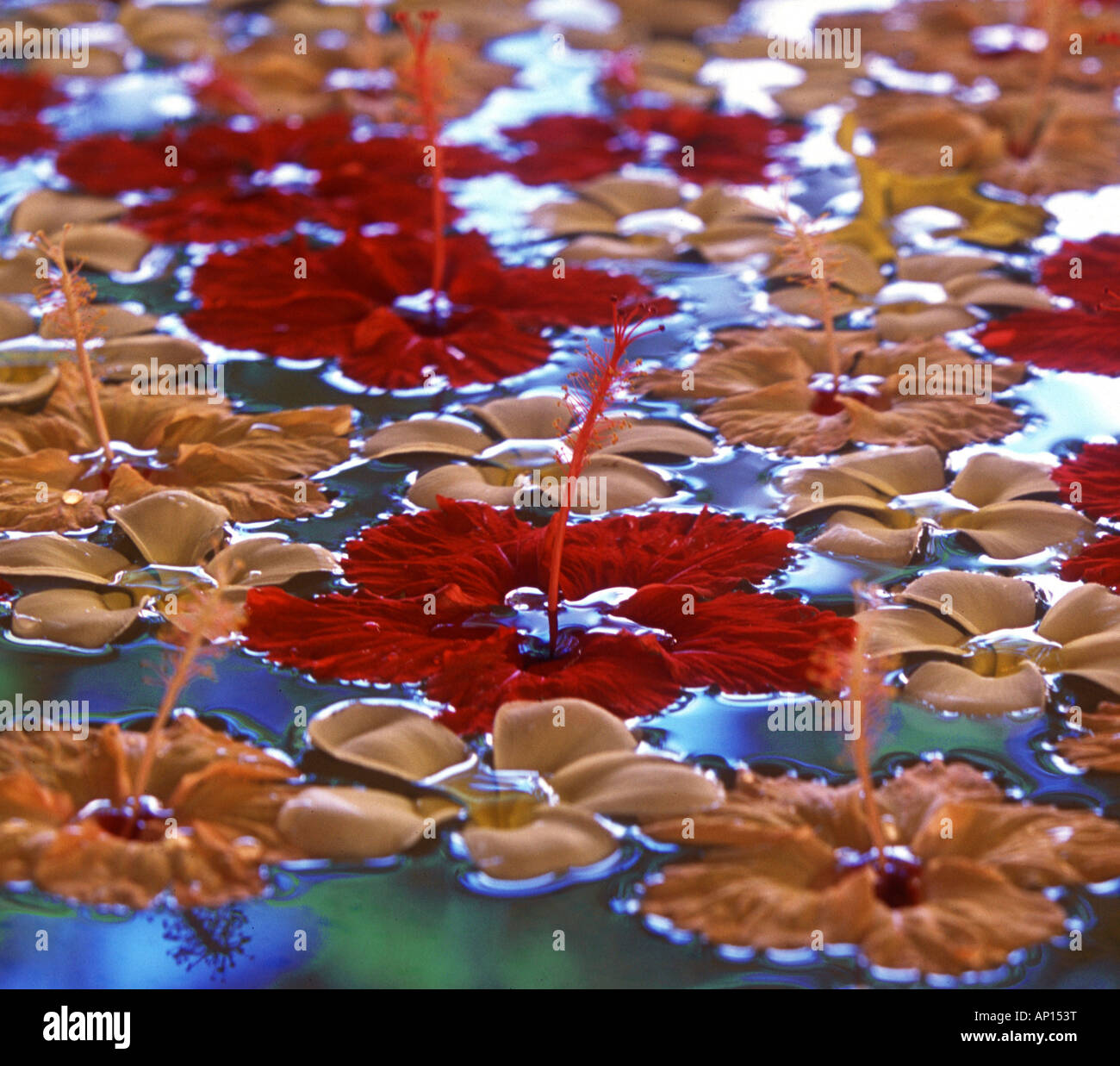 Flower bath in a spa, Badian Island, Cebu, Philippines Stock Photo - Alamy