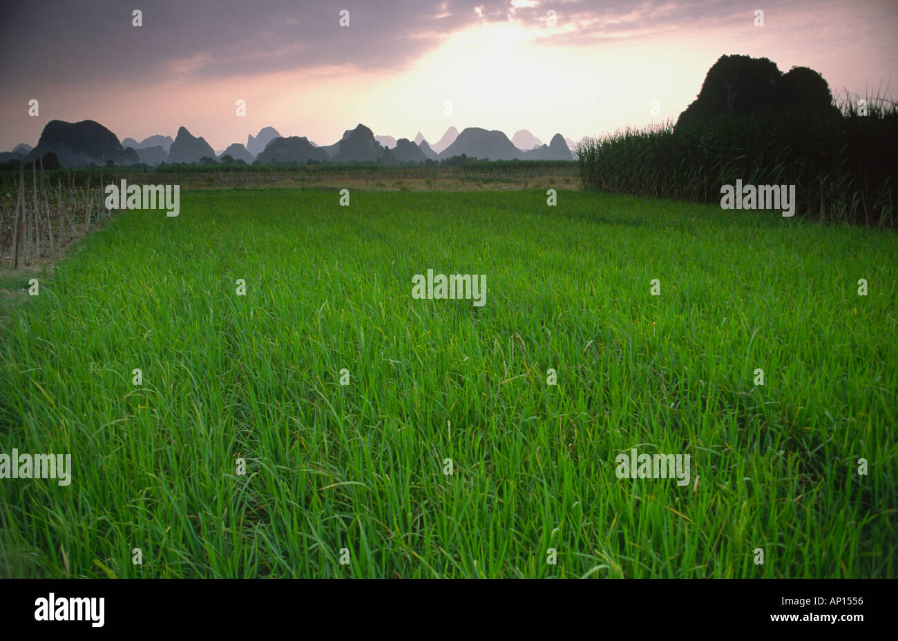 Rice field near yangshuo guangxi hi-res stock photography and images ...