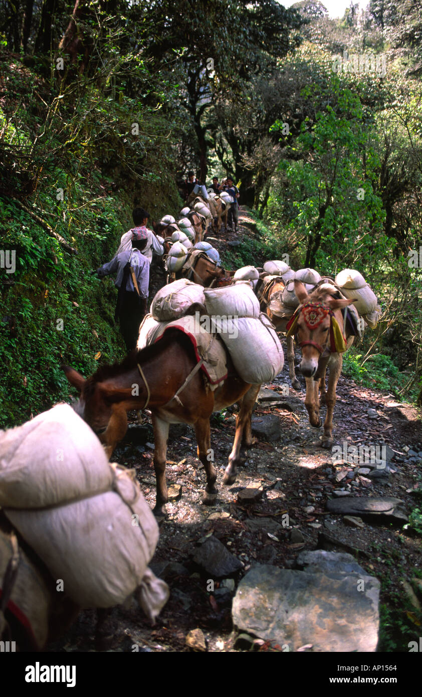Donkey track trek hi-res stock photography and images - Alamy