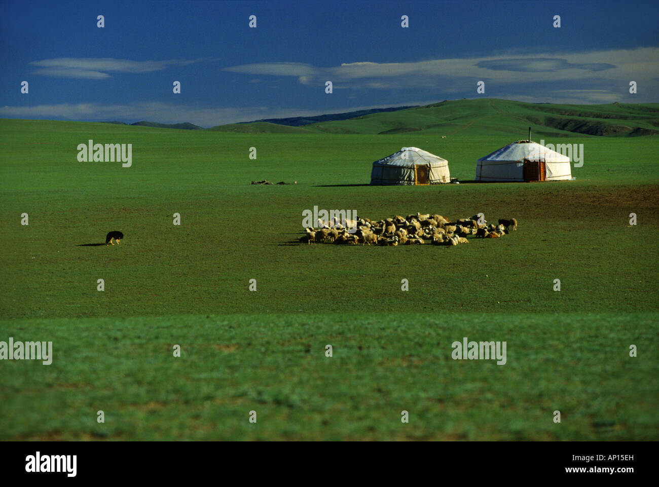 Sheep herd with yurts, Gobi Steppe, Mongolia, Asia Stock Photo - Alamy