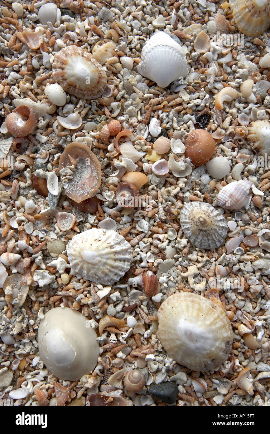 Sea shells on sandy beach Mannin Bay Connemara Co Galway Ireland Stock ...