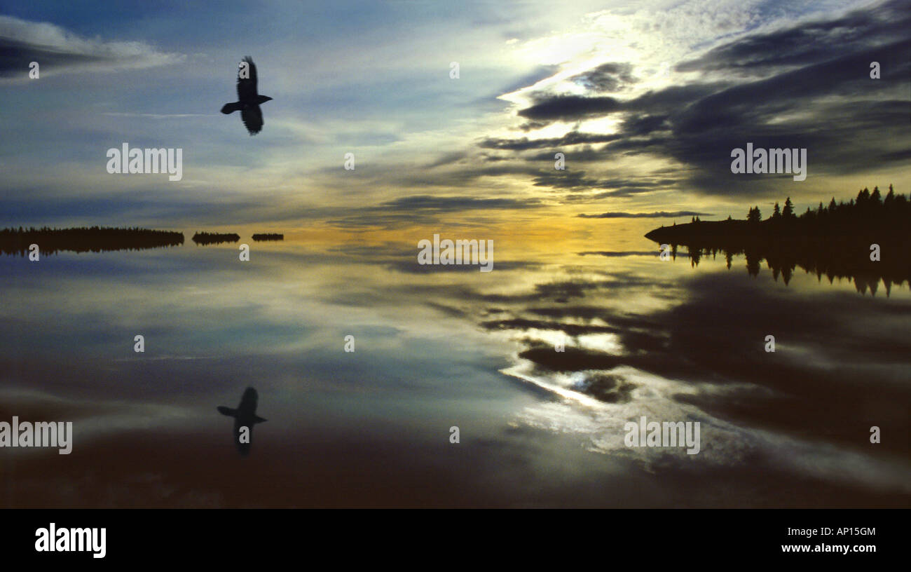 Crow in Lappland, Norway, Scandinavia Stock Photo - Alamy