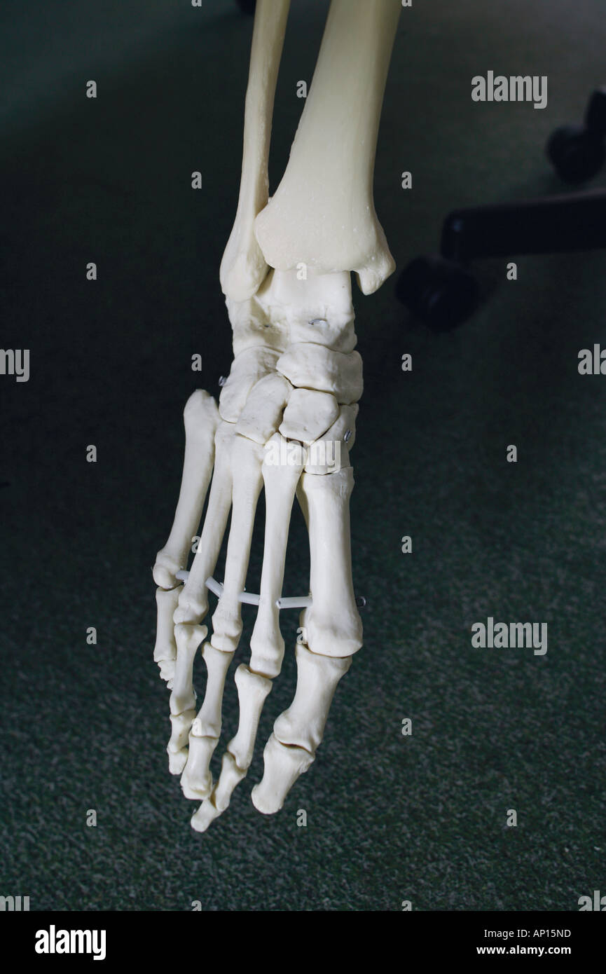 Model of Human Skeleton Foot Stock Photo - Alamy