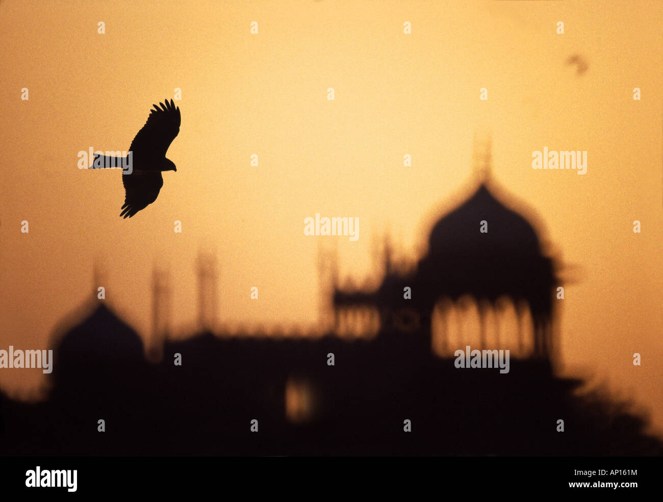 Falcon over Jami Masjid Mosque, Old Delhi, India, Asia Stock Photo - Alamy