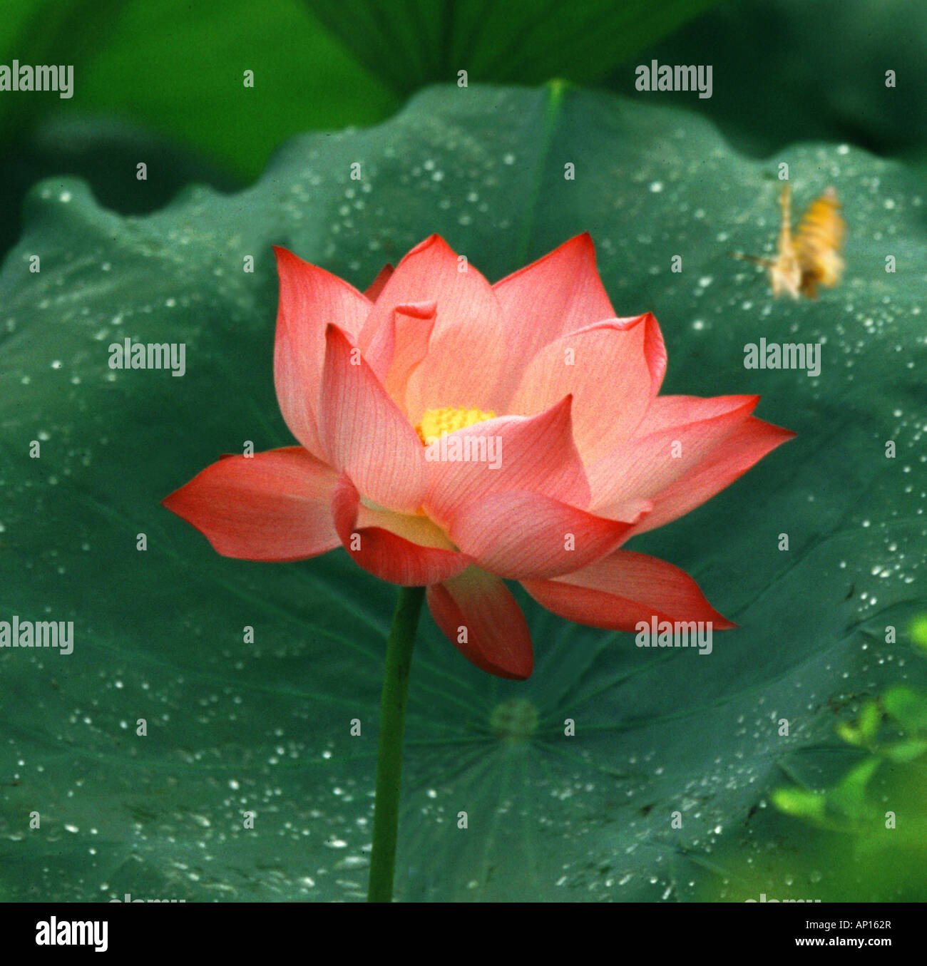 Lotus flower with butterfly, Bali, Indonesia, Asia Stock Photo - Alamy