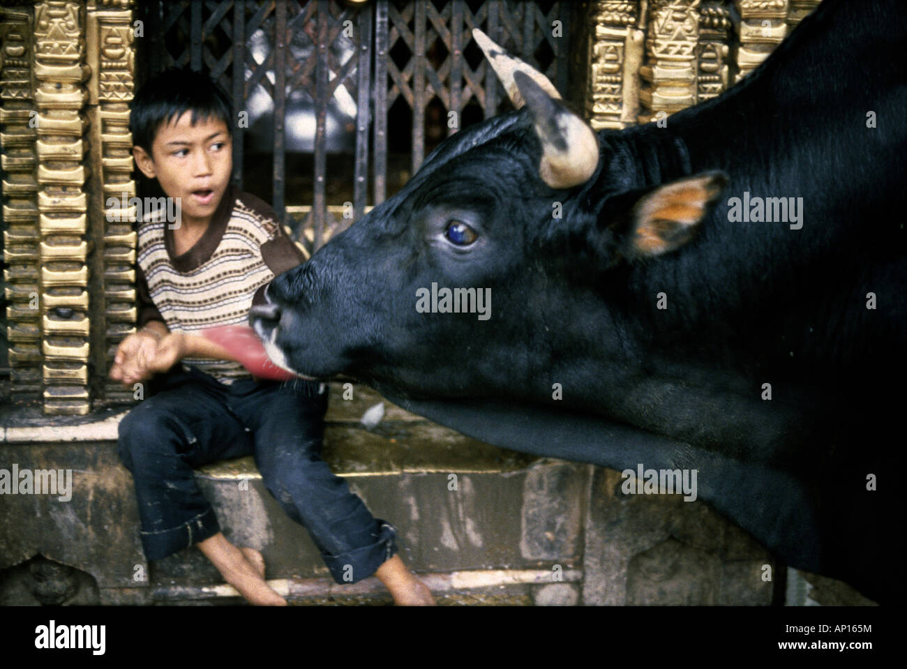 Boy and bull hi-res stock photography and images - Alamy