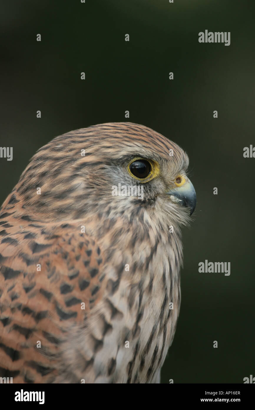 Falco tinnunculus head eye beak hi-res stock photography and images - Alamy