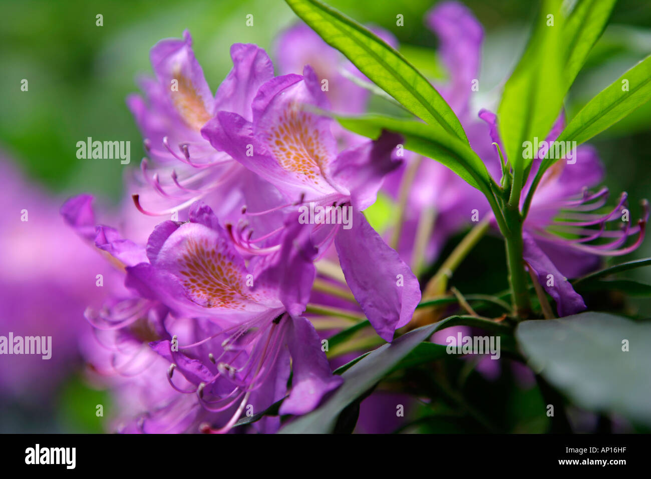 Rhodedendron flower bloom hi-res stock photography and images - Alamy