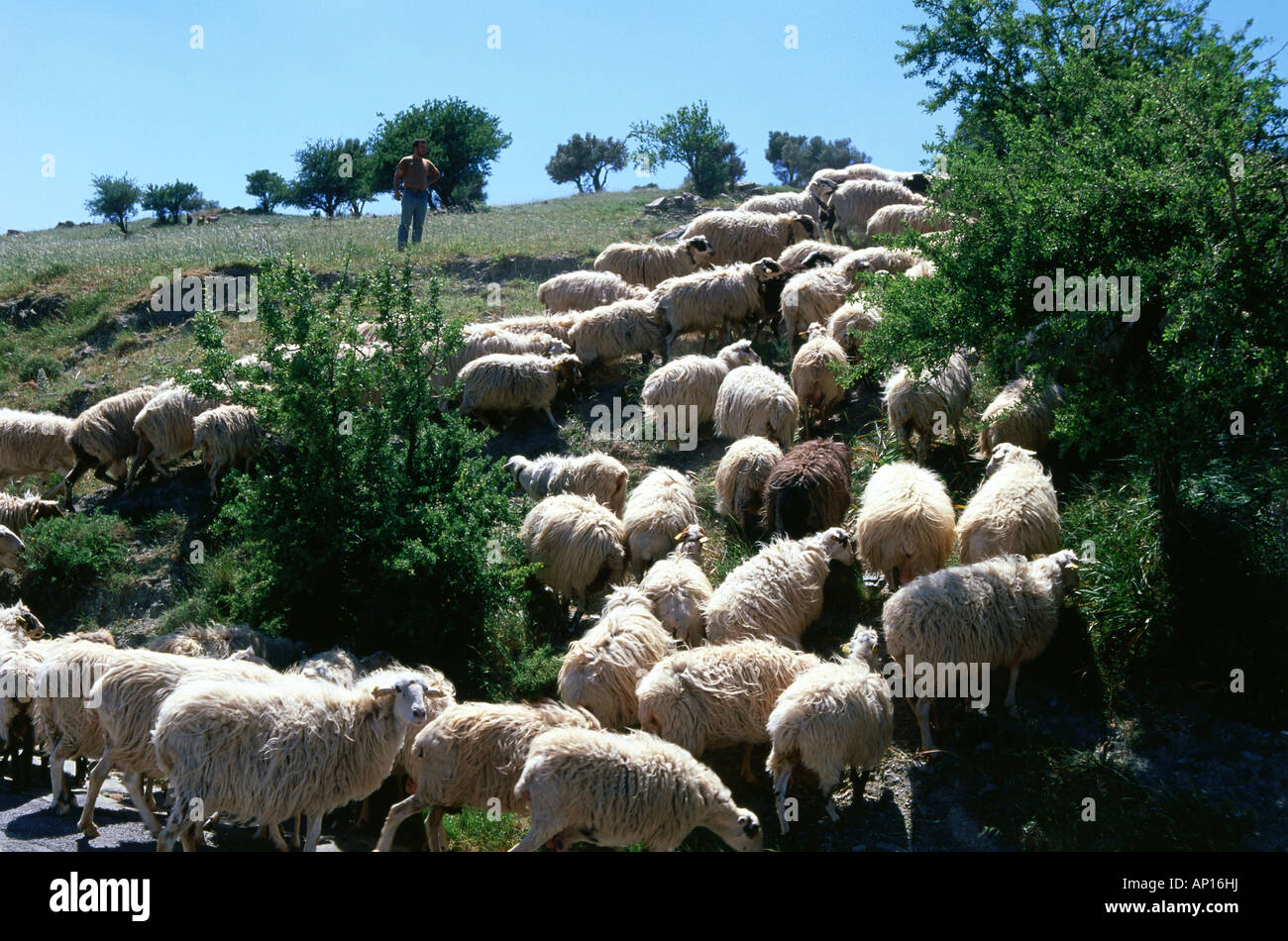 Olive tree sheep crete hi-res stock photography and images - Alamy