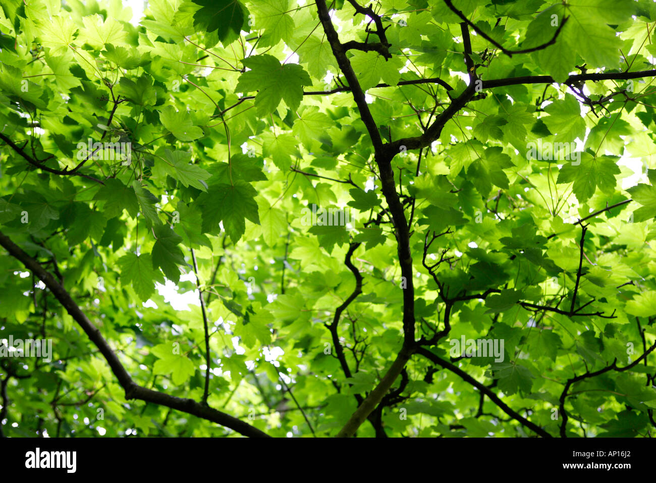 Sunlit Sycamore Foliage Stock Photo - Alamy
