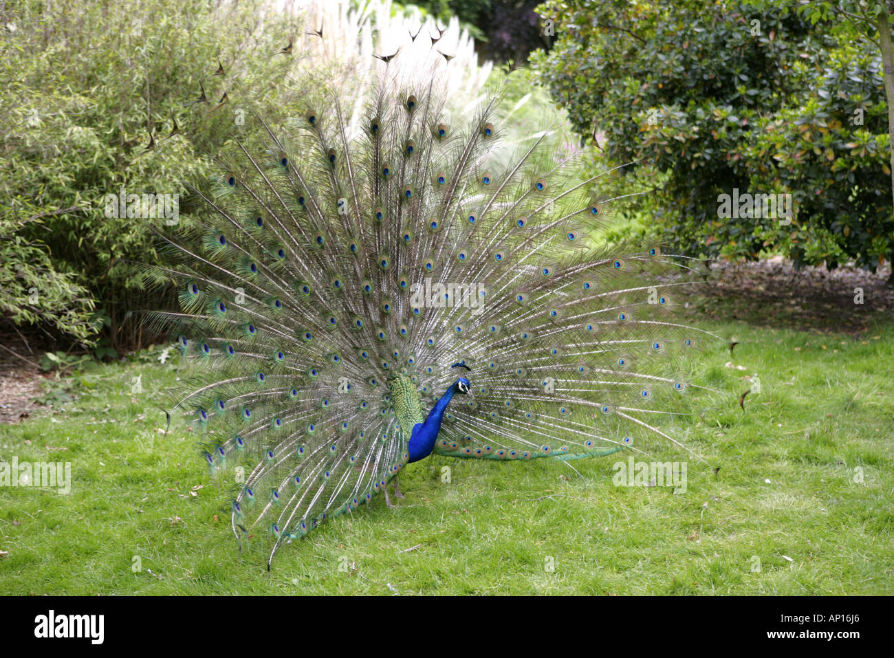Peacock male frontal indian hi-res stock photography and images - Alamy