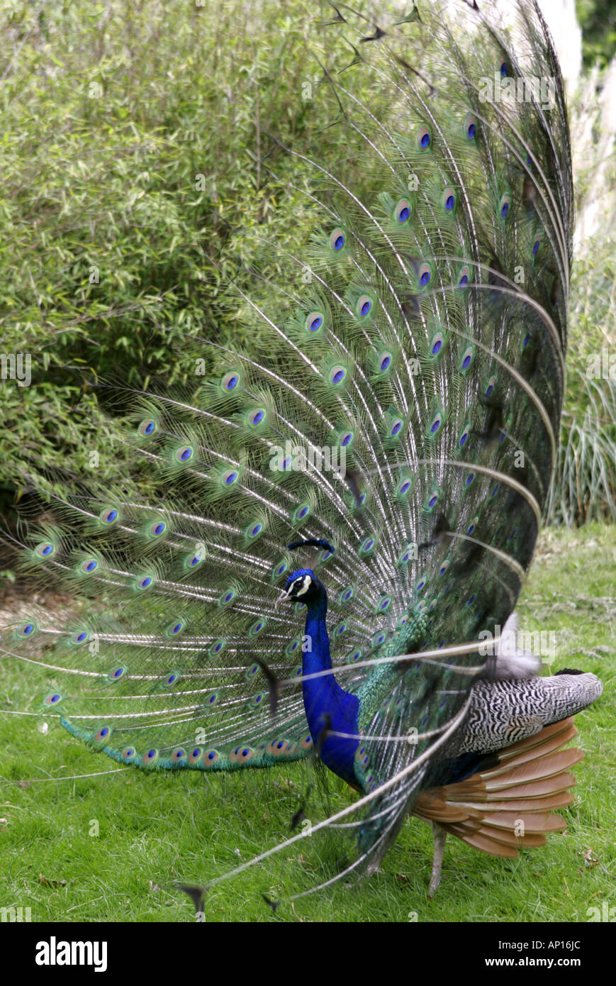 Peacock male frontal indian hi-res stock photography and images - Alamy