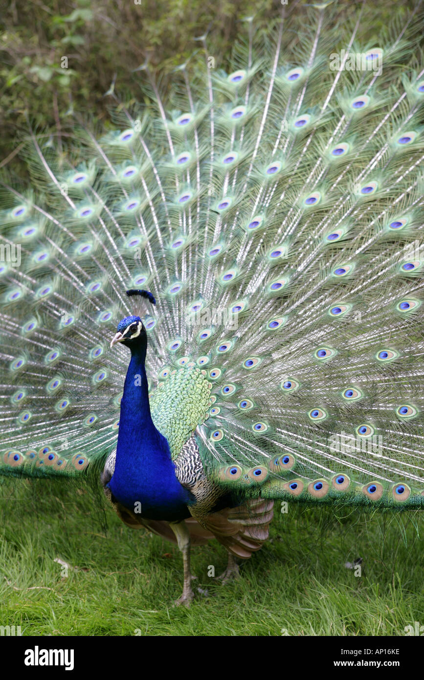 Male Peacock Tail Display Stock Photo - Alamy