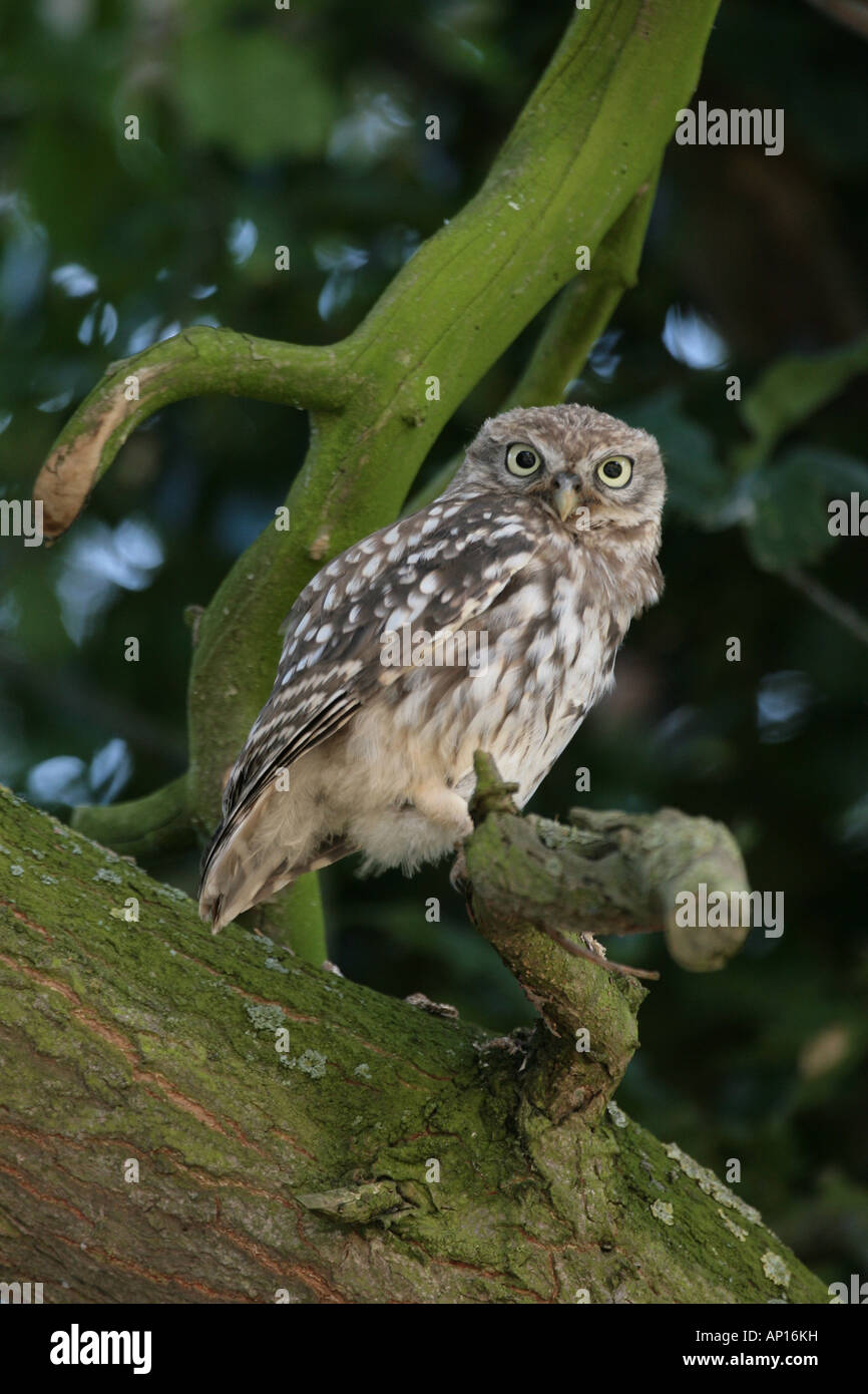 Little owl uk tree hi-res stock photography and images - Alamy
