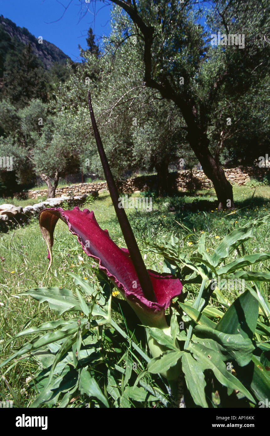 Plant, Samaria Gorge, Crete, Greece Stock Photo - Alamy