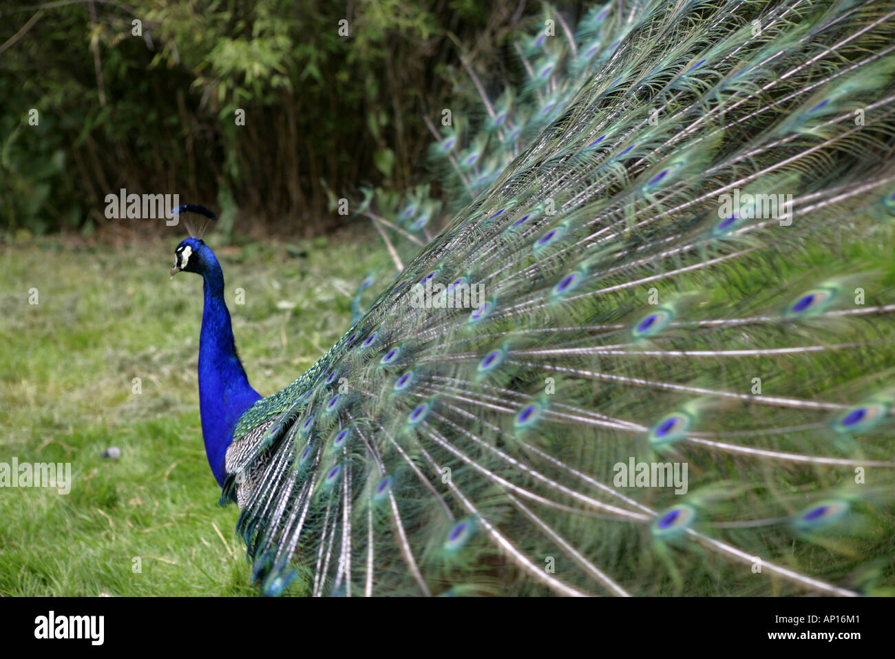 Male Peacock Tail Display Stock Photo - Alamy