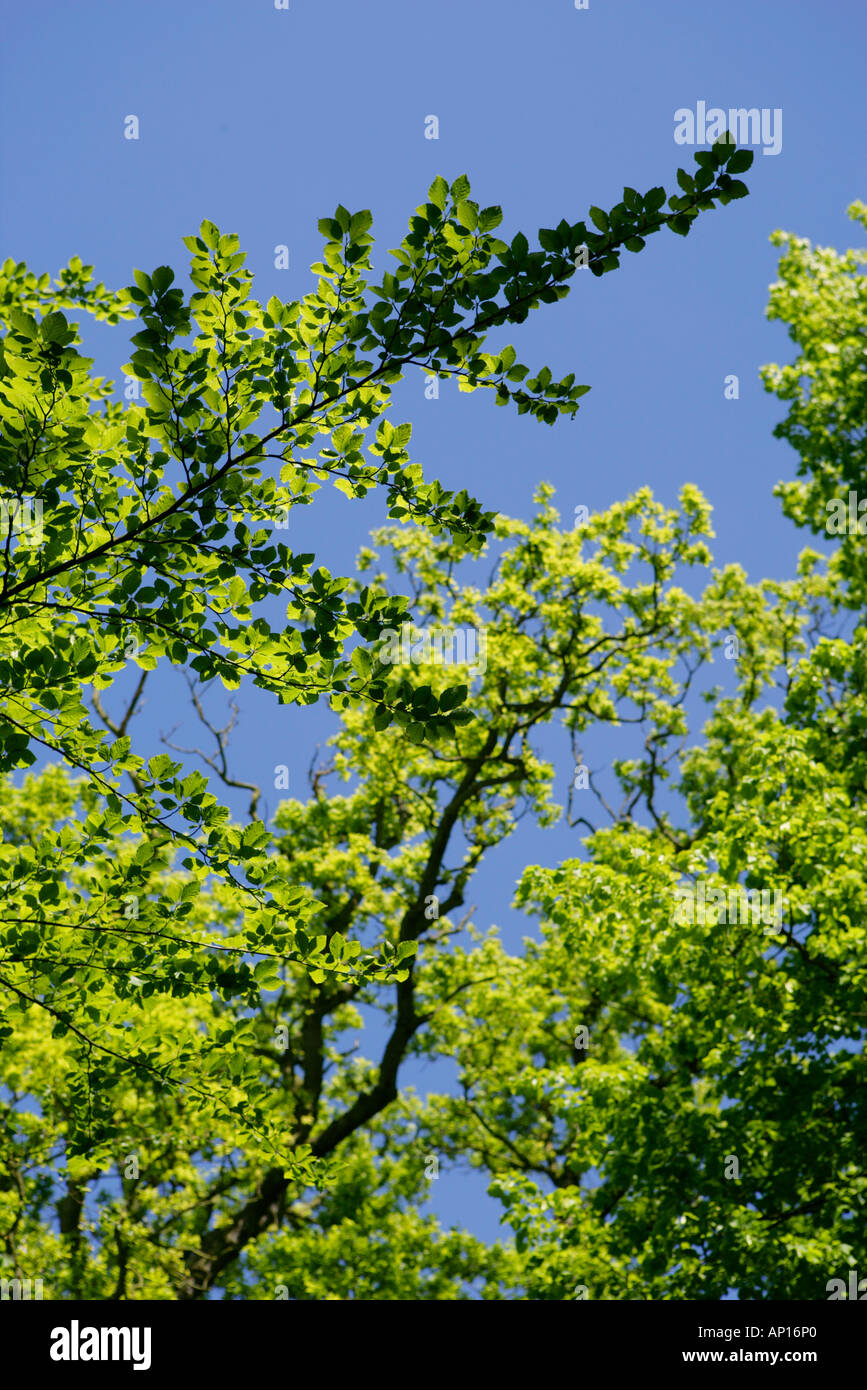 Beech Tree Foliage And Sky Stock Photo - Alamy