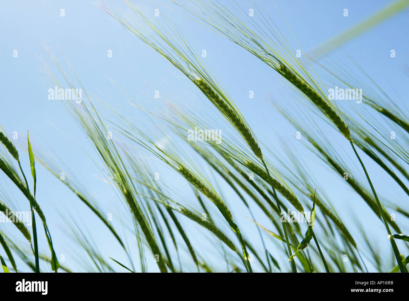 Barley green leaves hi-res stock photography and images - Alamy