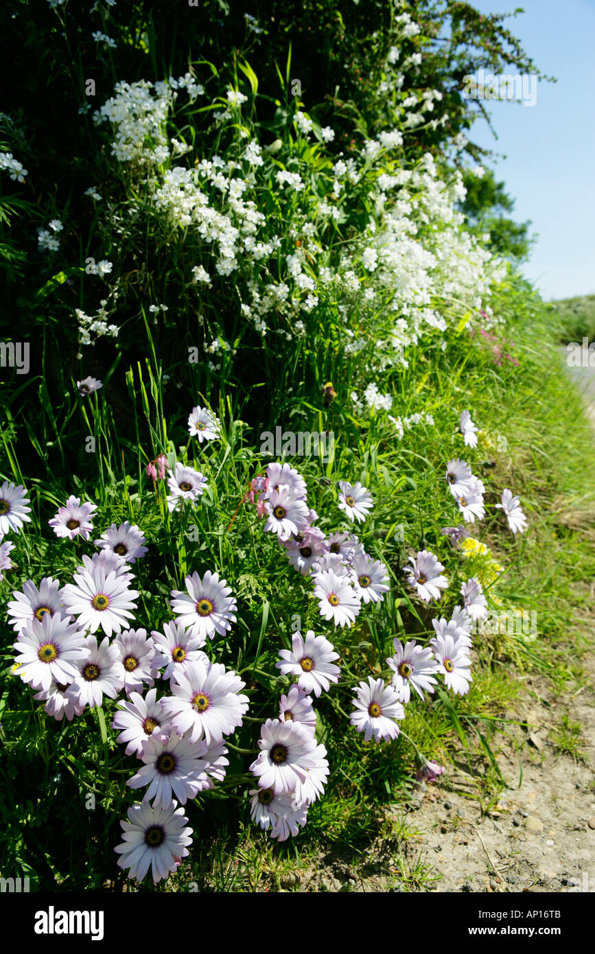 White Daisies In Verge Norfolk Broads UK Stock Photo - Alamy