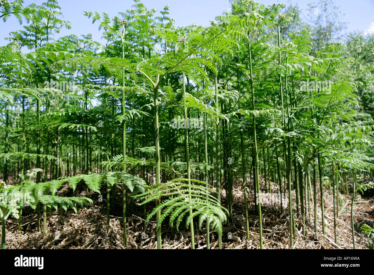 Ferns In Early Summer Norfolk Broads UK Stock Photo - Alamy