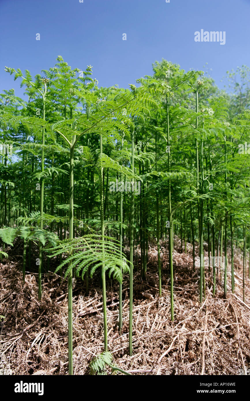 Ferns In Early Summer Norfolk Broads UK Stock Photo - Alamy