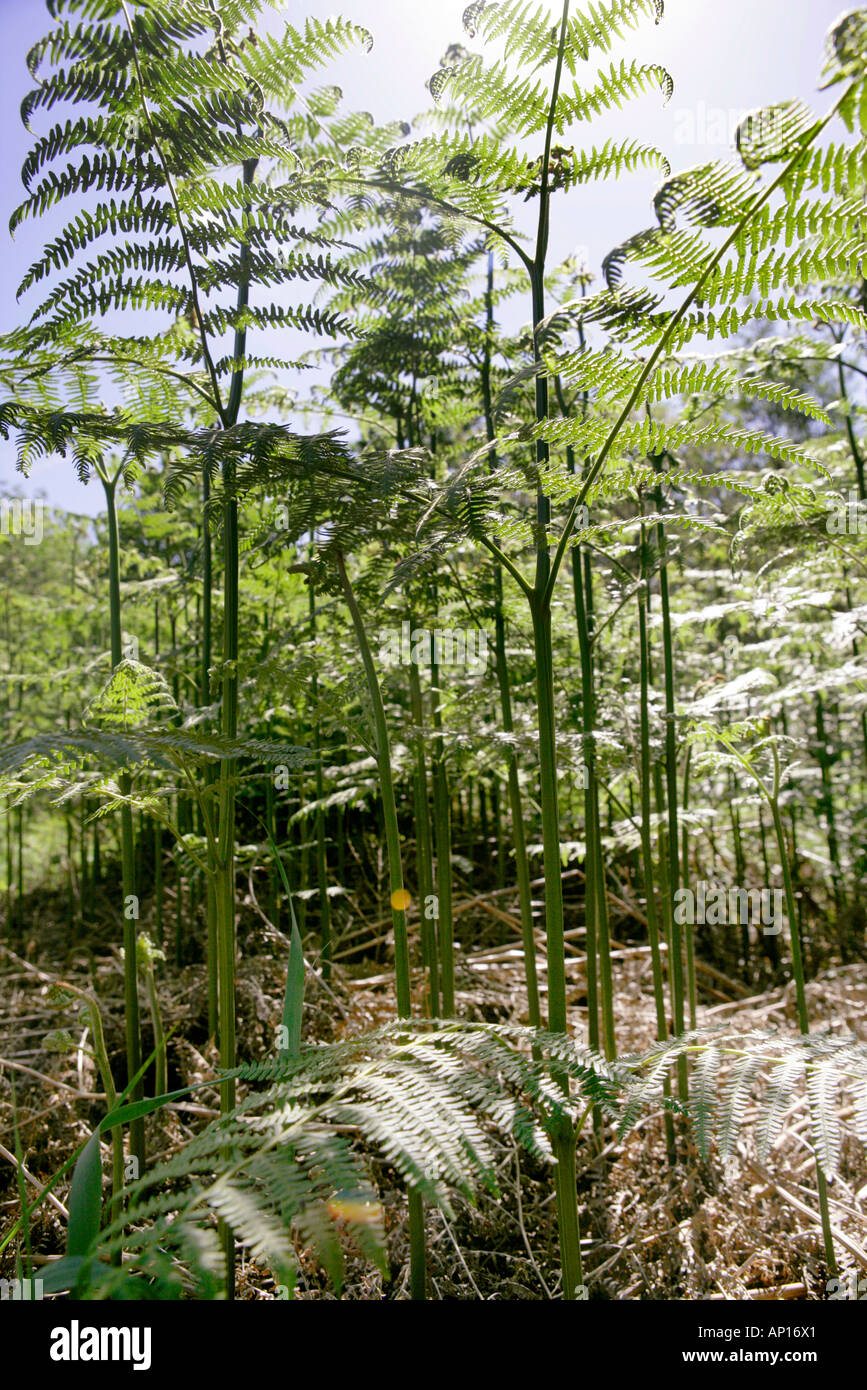 Ferns In Early Summer Norfolk Broads UK Stock Photo - Alamy