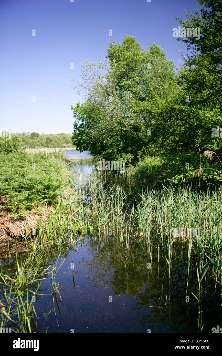 Alderfen hi-res stock photography and images - Alamy