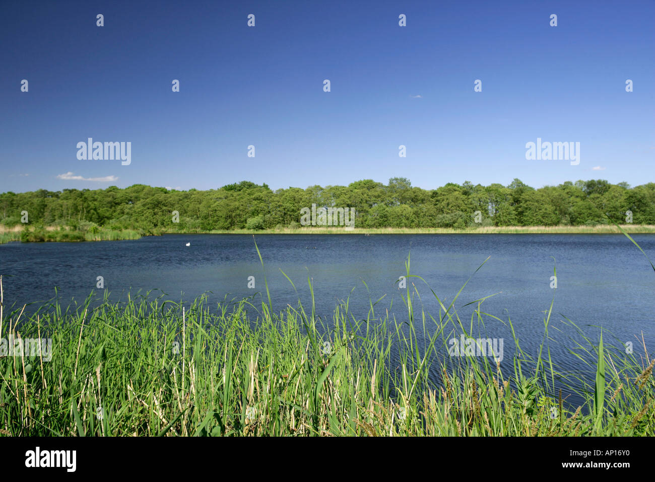 Alderfen hi-res stock photography and images - Alamy