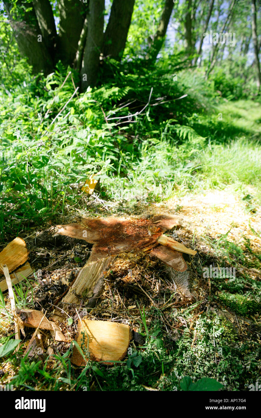 Sawn off Tree Stump Stock Photo - Alamy