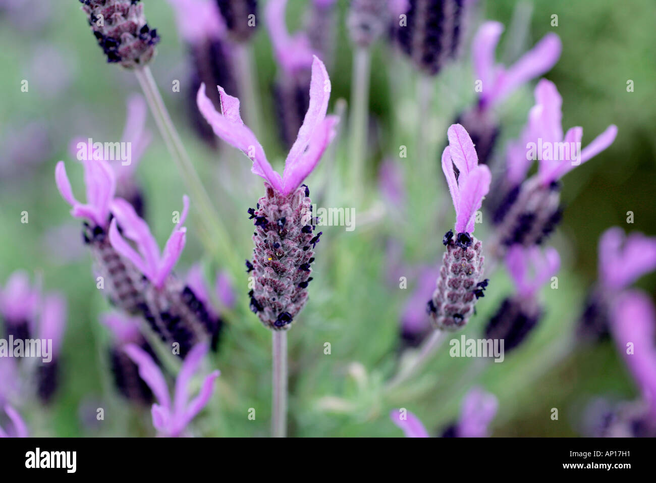 Oil of spike lavender hi-res stock photography and images - Alamy