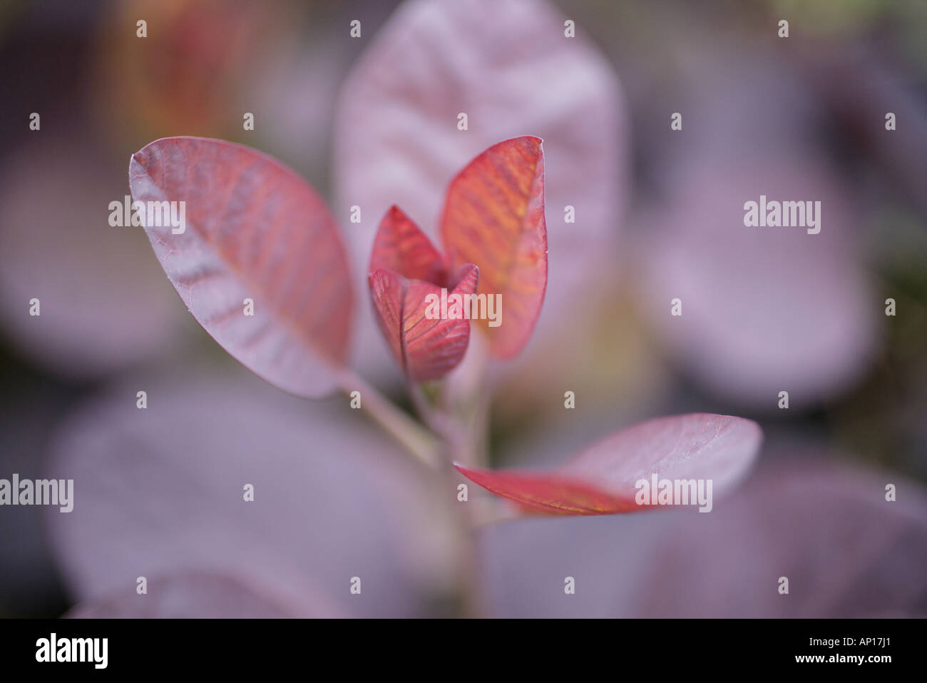 Cotinus coggyria ‘royal purple’ hi-res stock photography and images - Alamy