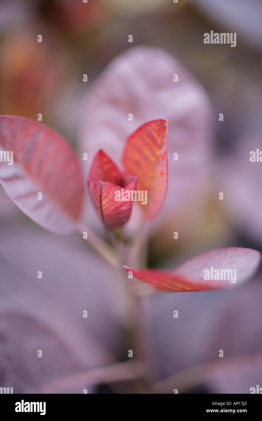 Red Smoke Tree Or Cotinus Coggyria Royal Purple Stock Photo - Alamy
