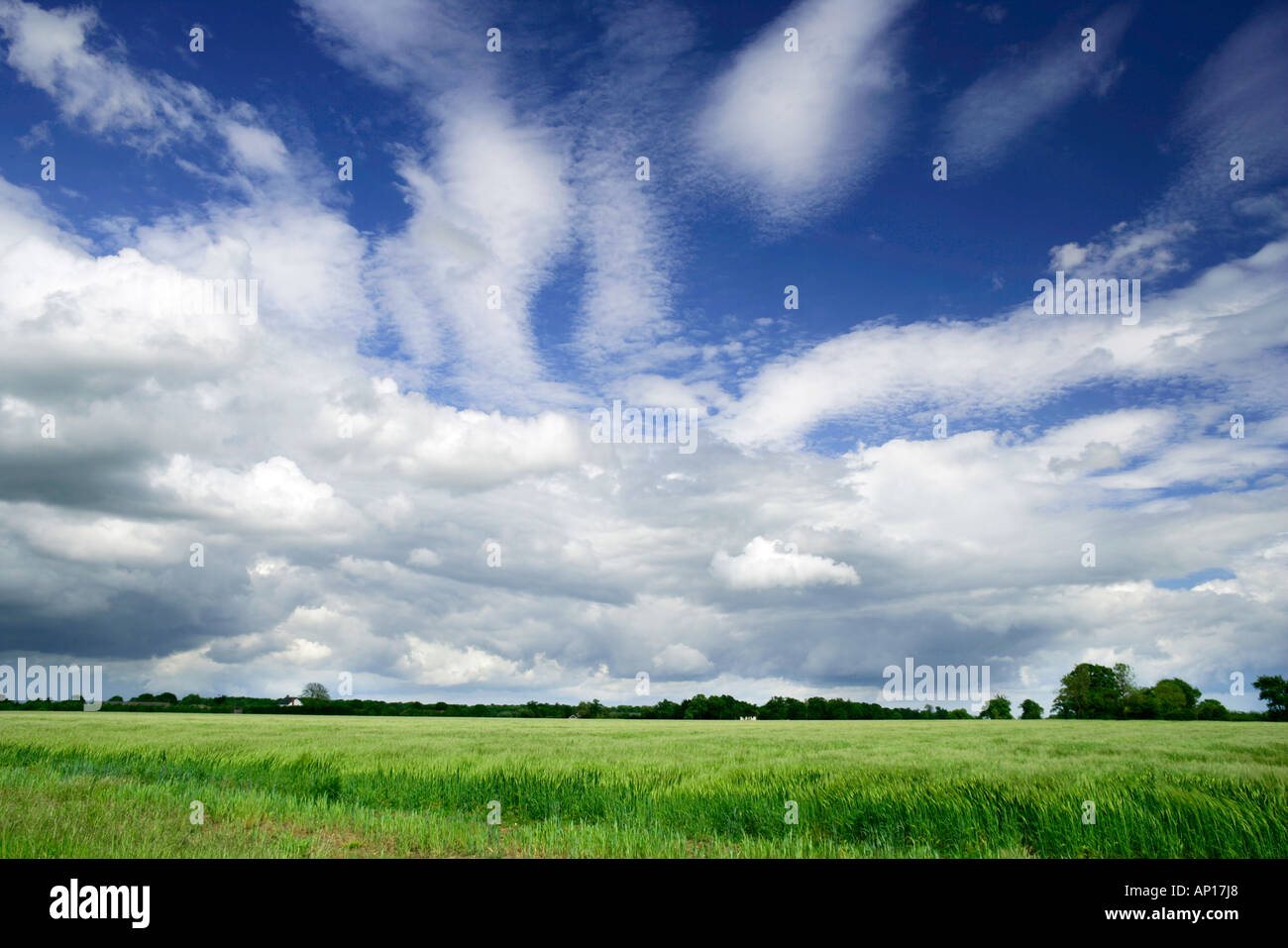 Open Fields Norfolk Countryside Early Summer Stock Photo - Alamy