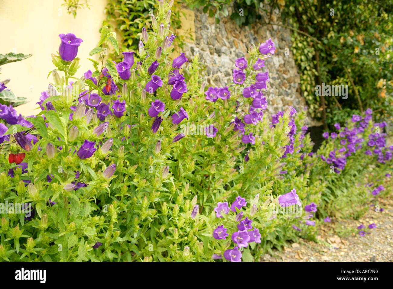 Canterbury bell flowers hi-res stock photography and images - Alamy