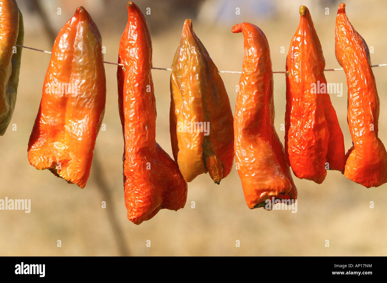 Pepper hanging on cord Stock Photo - Alamy