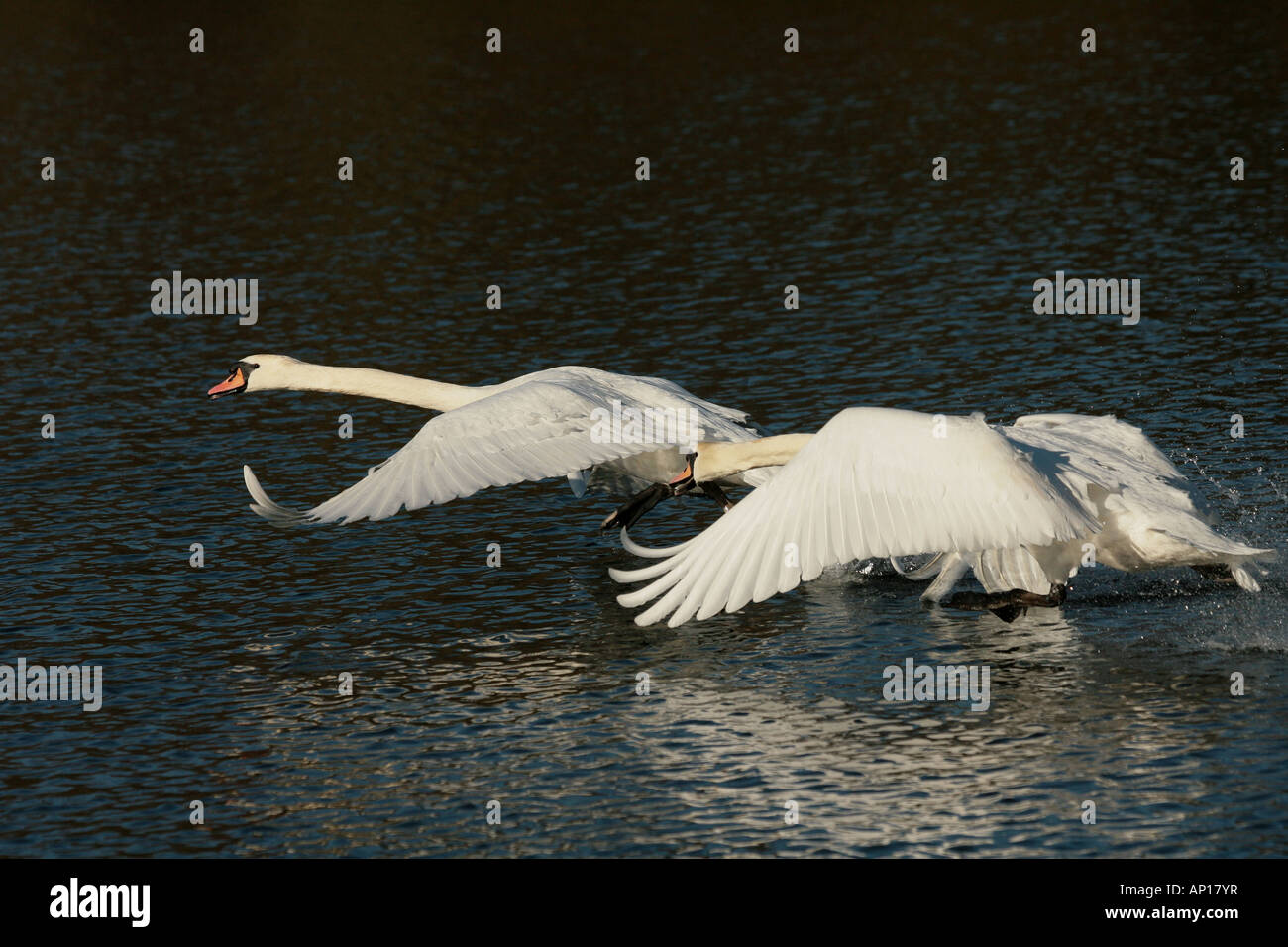 Mute Swan Cygnus olor chasing another one Stock Photo - Alamy