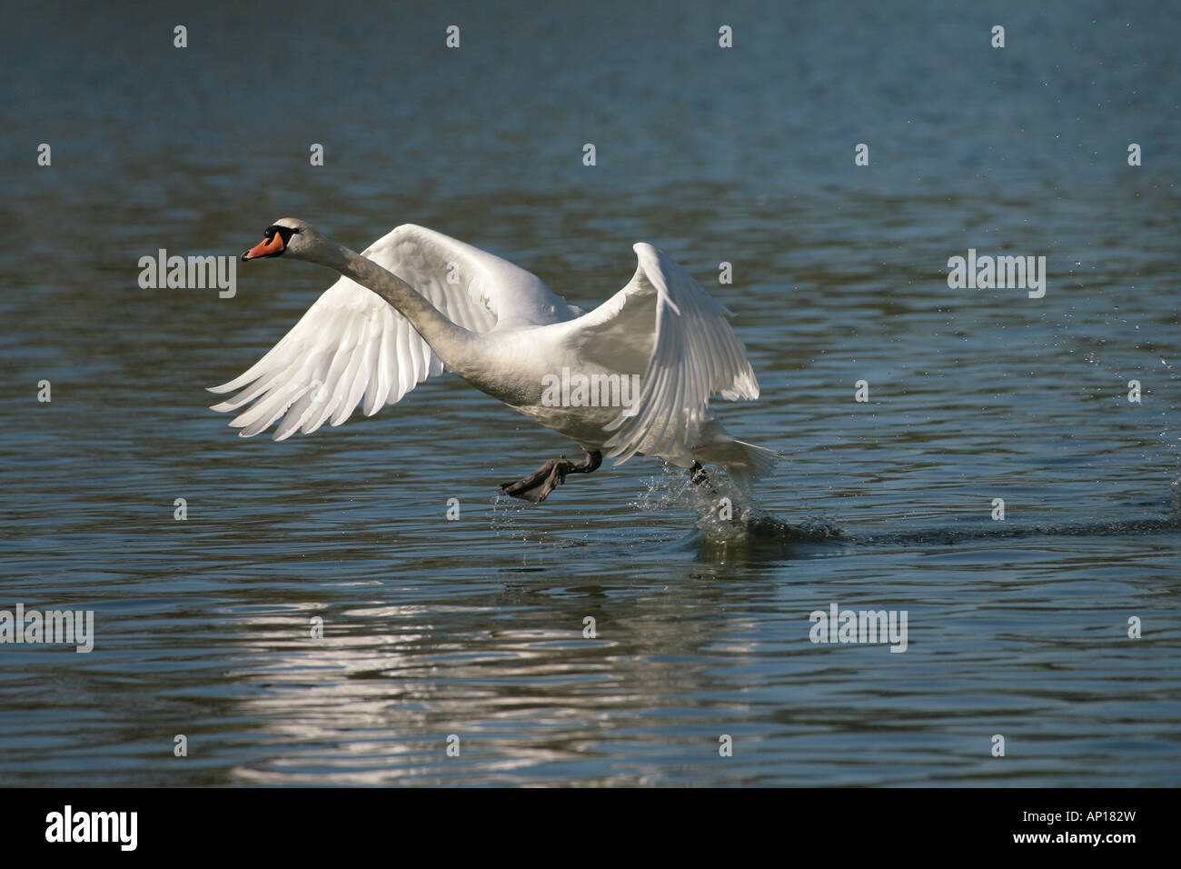 Beautiful mute swan taking hi-res stock photography and images - Alamy