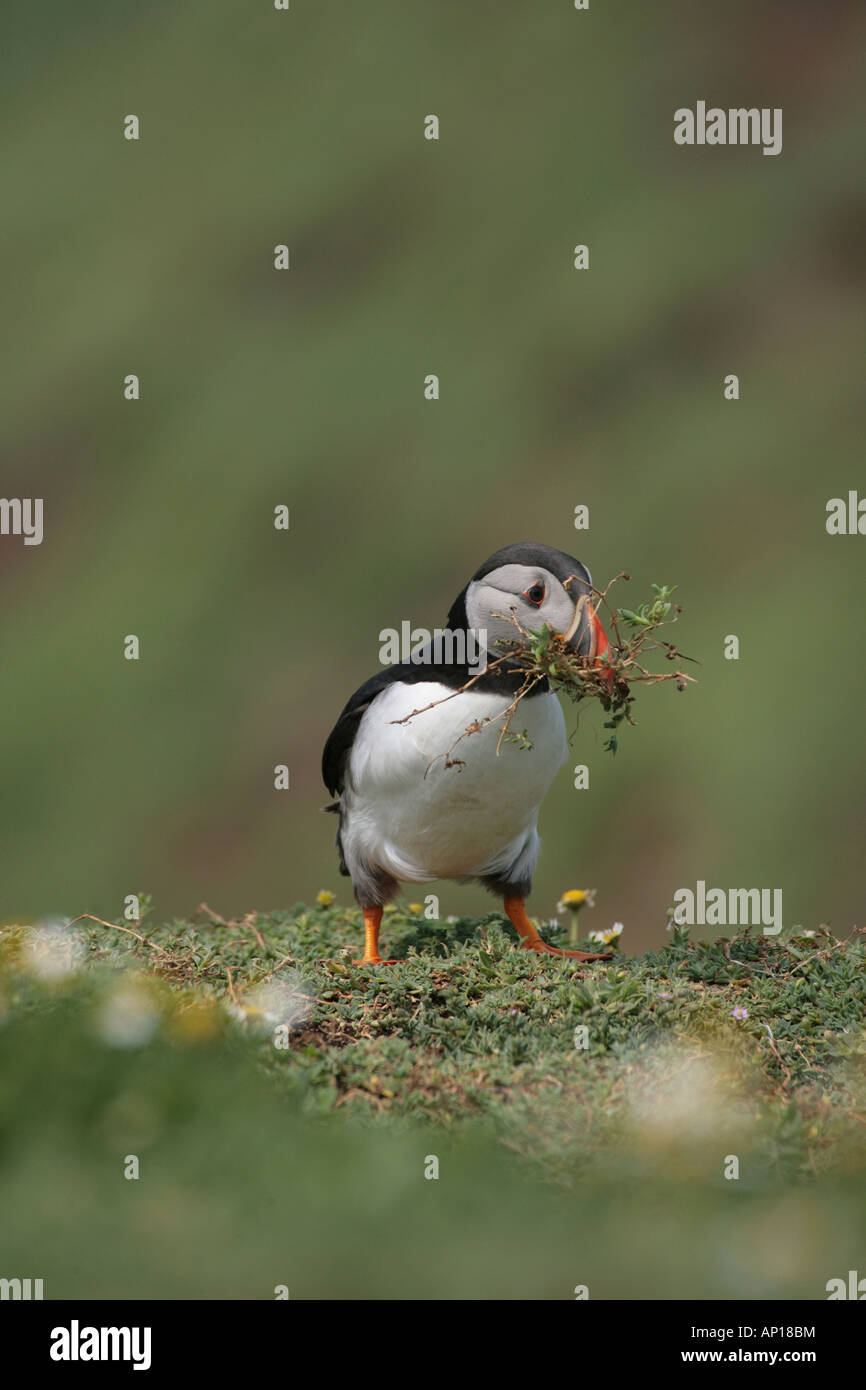 Puffin Fratercula arctica carrying nesting material Stock Photo - Alamy